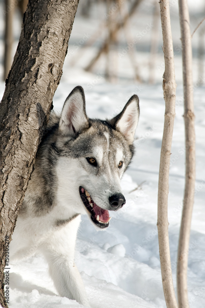 Timber Wolf Hybrid