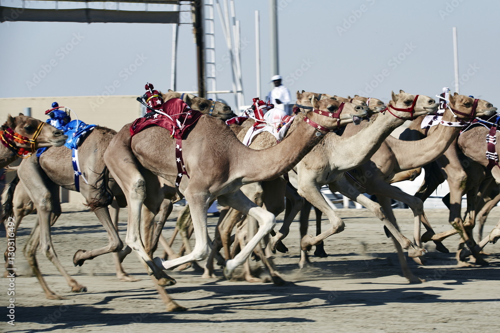 Camel racing at Al Shahaniya race track, 20km outside Doha, Qatar Stock ...
