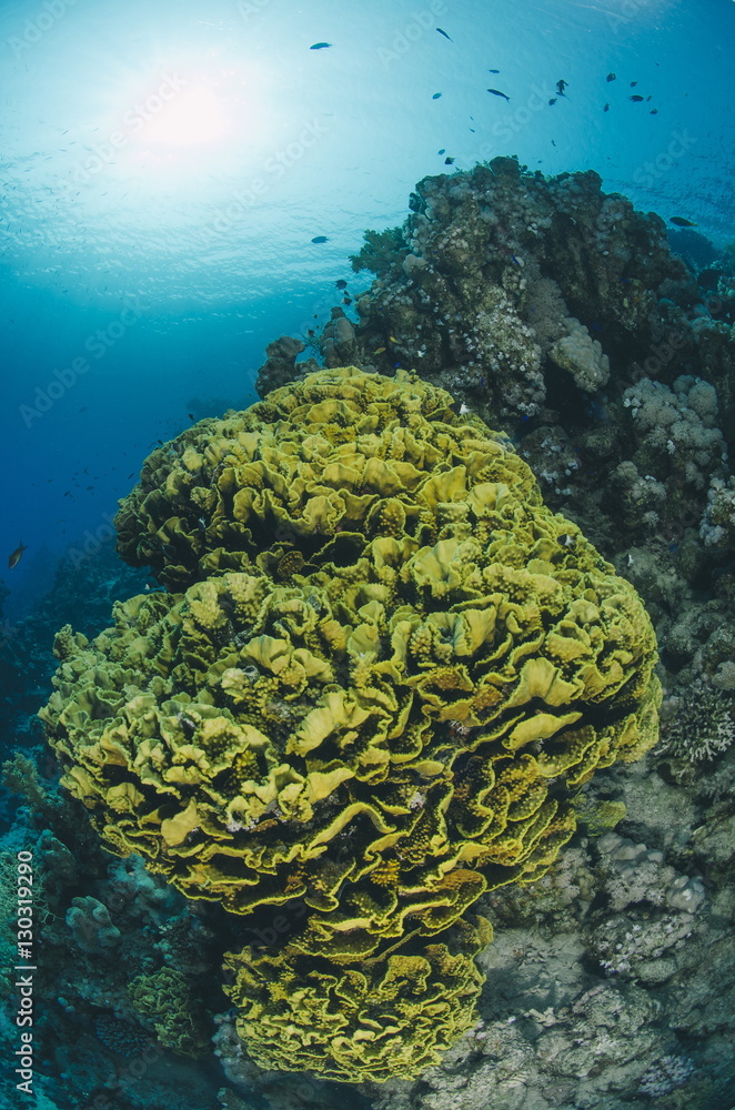 Tropical coral reef scene with a leafy cup coral (salad coral ...