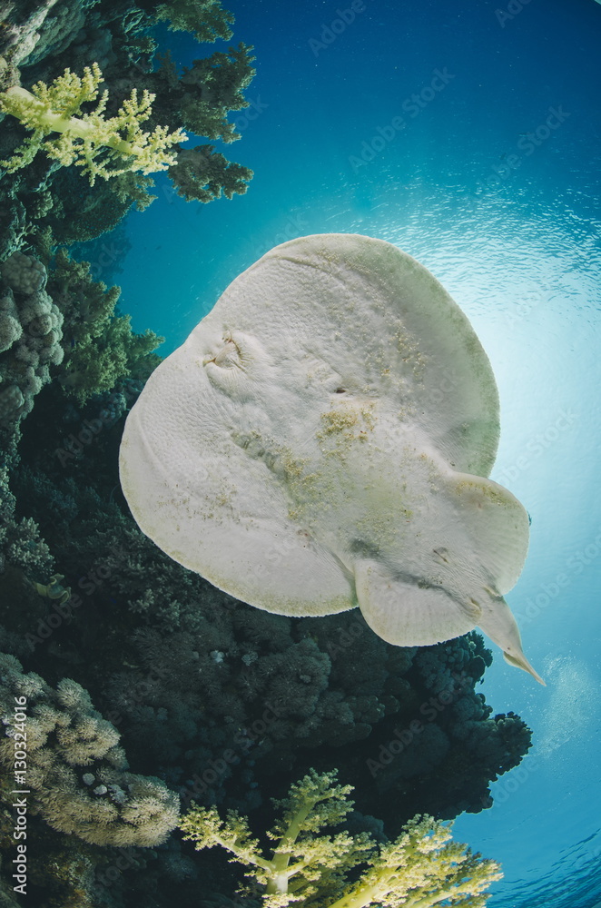 Leopard torpedo ray (Electric ray) (Torpedo panthera), underside view ...