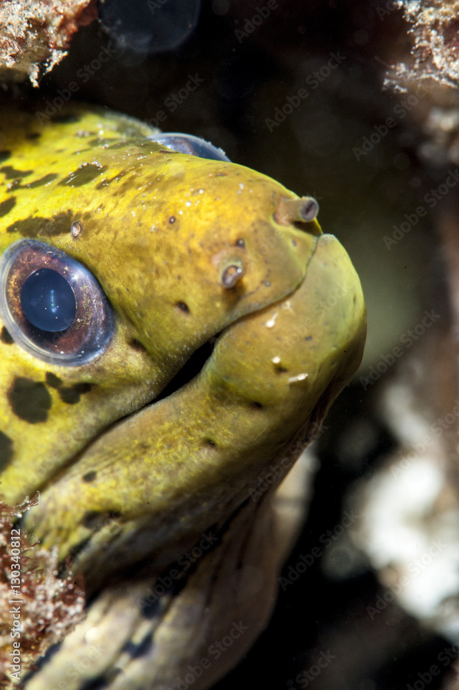 Undulated moray eel (Gymnothorax undulatus), Sulawesi, Indonesia Stock ...