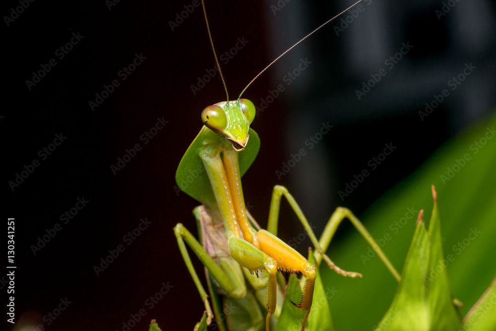 Giant Malaysian Shield Mantis