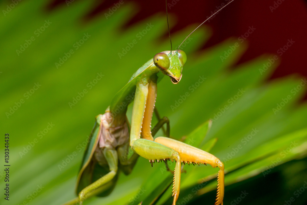 Giant Malaysian shield praying mantis (Rhombodera Basalis) resting on a ...