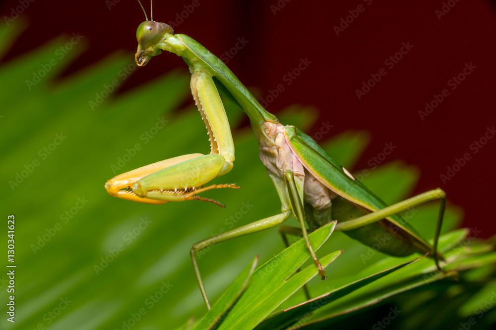 Giant Malaysian shield praying mantis (Rhombodera Basalis) resting on a ...