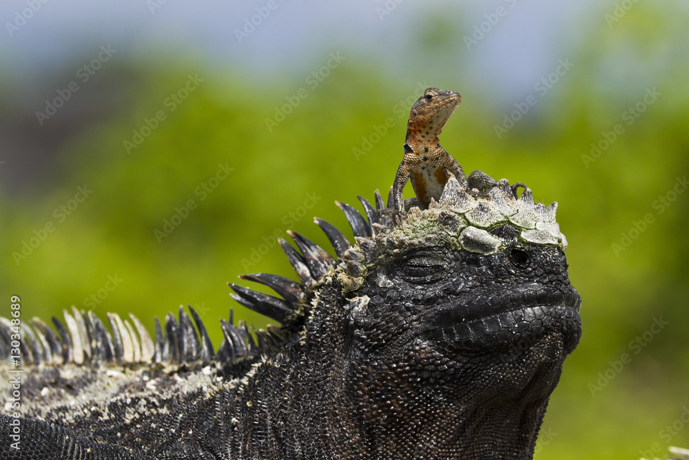 Lava lizard (Microlophus spp,) on top of marine iguana (Amblyrhynchus ...