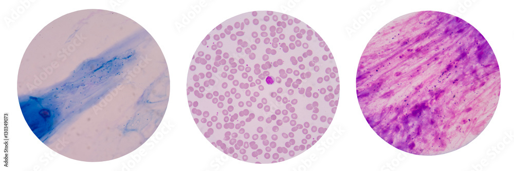 Blood cells on white background. Stock Photo | Adobe Stock