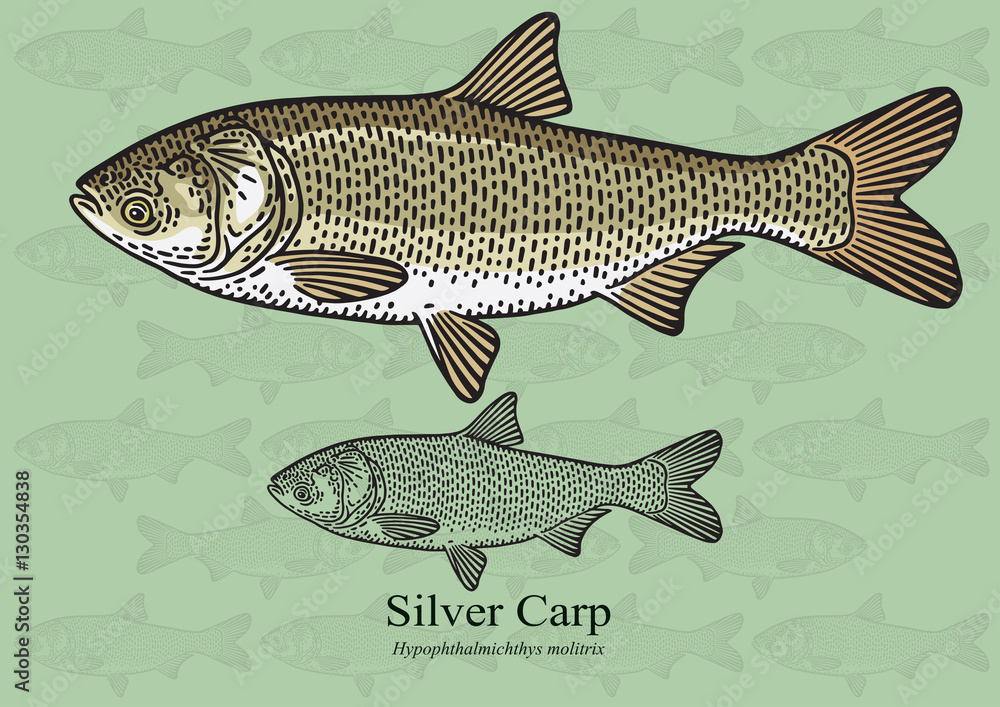 Silver Carp, Chinese Carp. Vector illustration for artwork in small ...