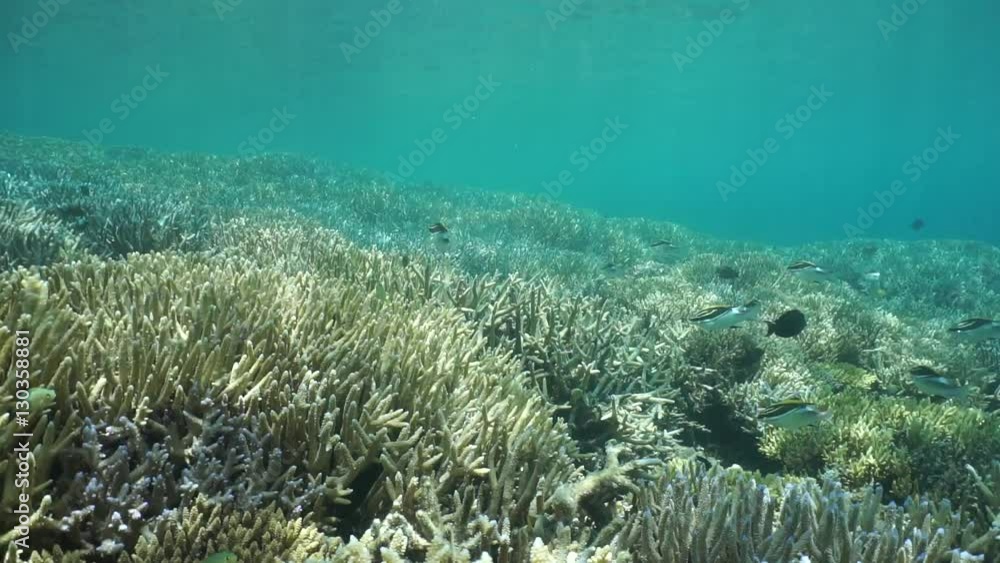 Underwater scenery on a shallow coral reef in good condition with ...