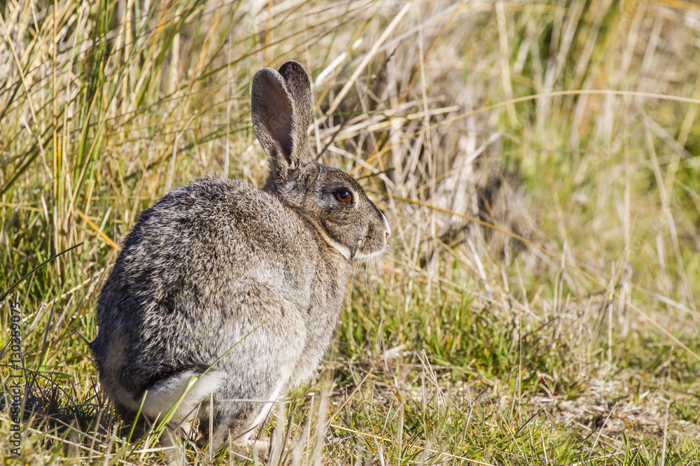 Introduced adult European rabbit (Oryctolagus cuniculus), New Island ...