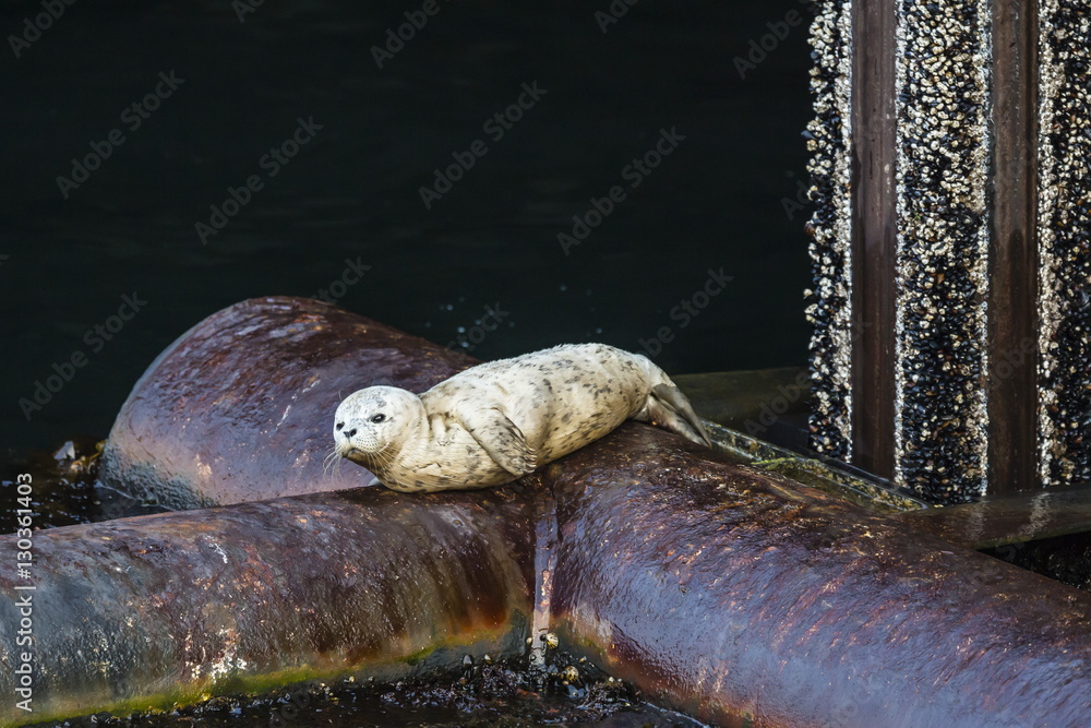 Baby harbour seal, Phoca vitulina, downtown docks, Seattle, Washington ...