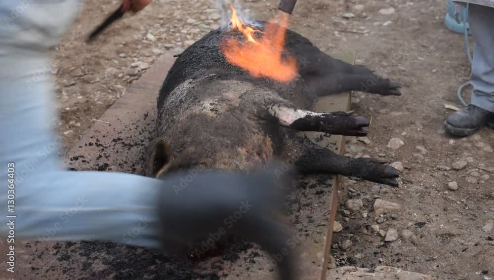 Slaughter burn the pig hair off with a gas burner before butchering ...