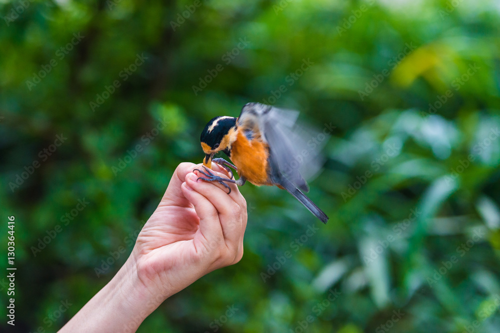 Bird sits on human hand. People feed the tit. Stock Photo | Adobe Stock