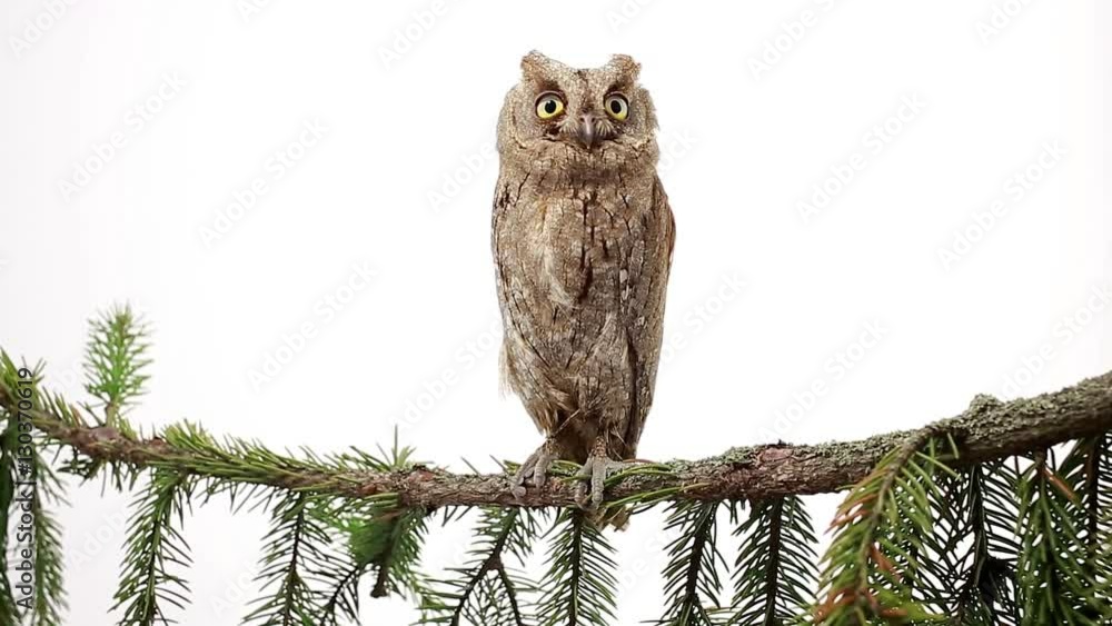 European owl on a branch a fir-tree on the white screen Stock Video ...