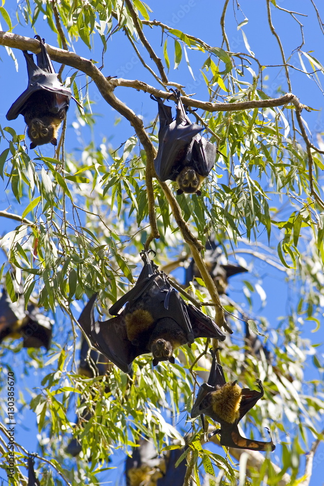 Colony of Spectacled Flying-fox bats roosting, Port Douglas, Queensland ...