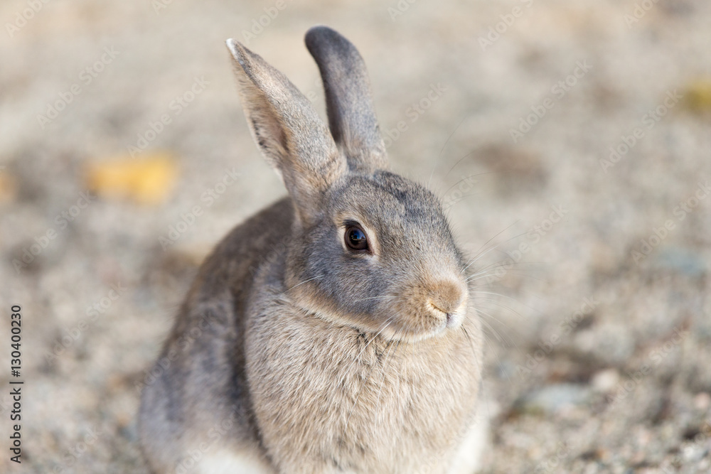 Cute rabbits in rabbit island Stock Photo | Adobe Stock
