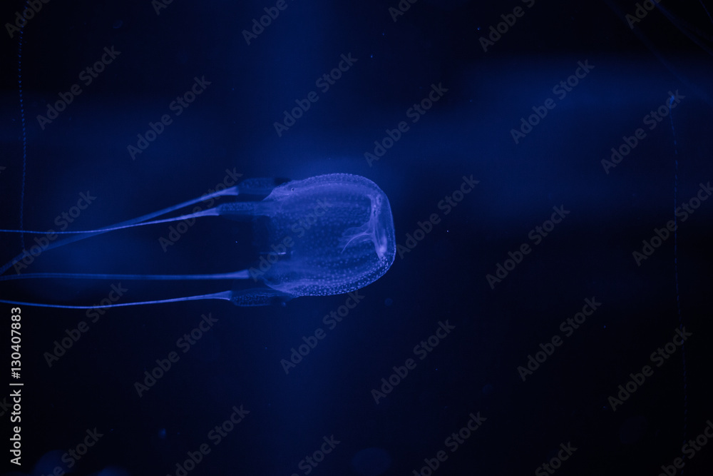 Close up image of a box jellyfish, the most poisonous animal in the ...