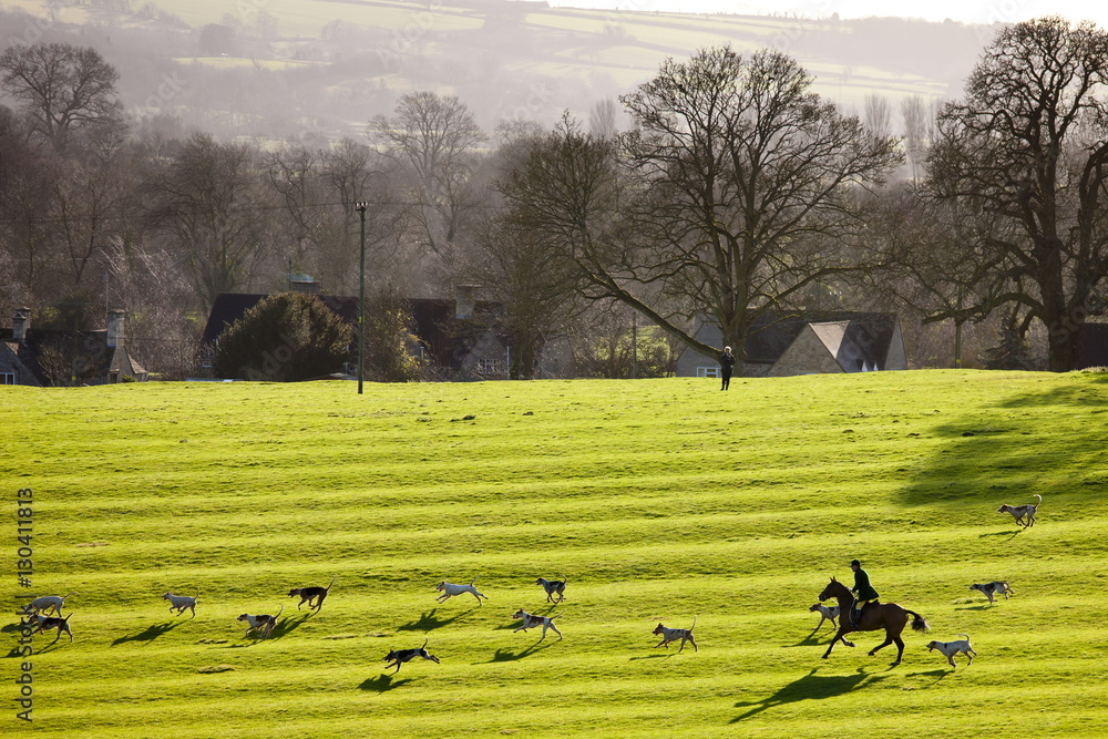Foxhounds of The Heythrop Hunt near Stow-on-the-Wold, Gloucestershire ...