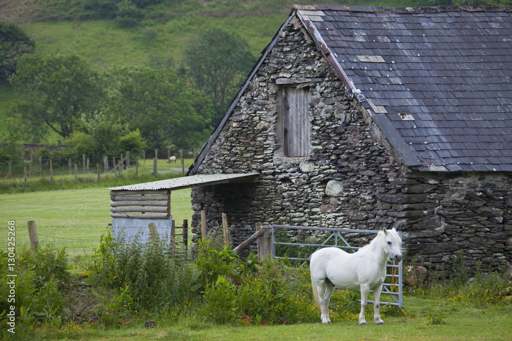 Welsh pony in typical Welsh mountain landscape at Abergynolwyn in ...