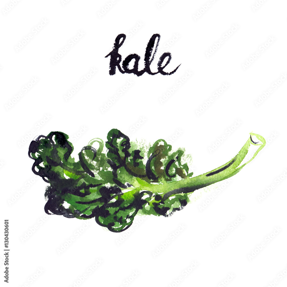 Watercolor painting and hand lettering of green kale leaf on white ...