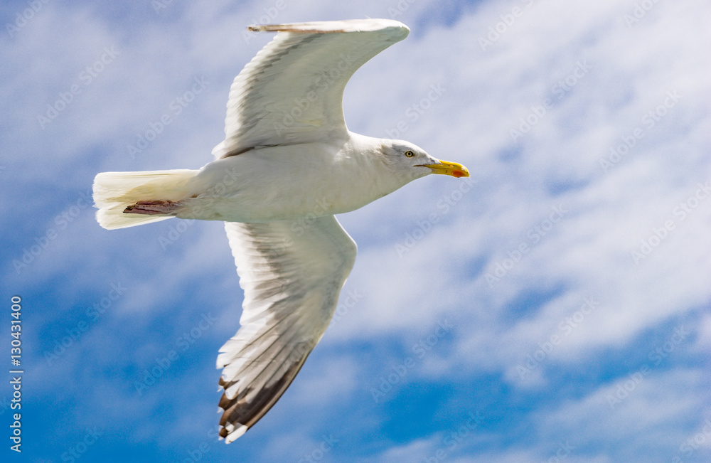 eine weiße Möwe gleitet / fliegt am blauen Himmel entlang - Nahaufnahme ...