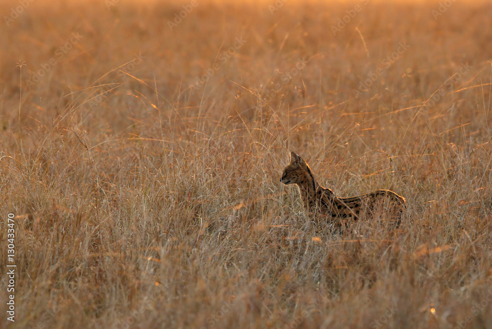 The Serval wild cat is also known as tierboskat Stock-Foto | Adobe Stock