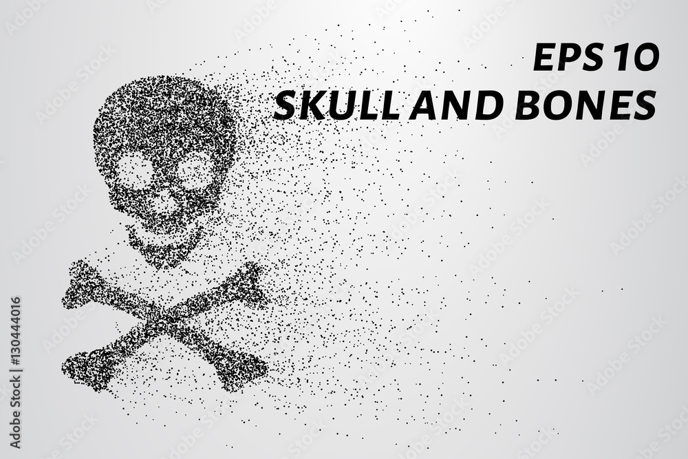 Skull and bones of the particles. The skull and bones consists of ...