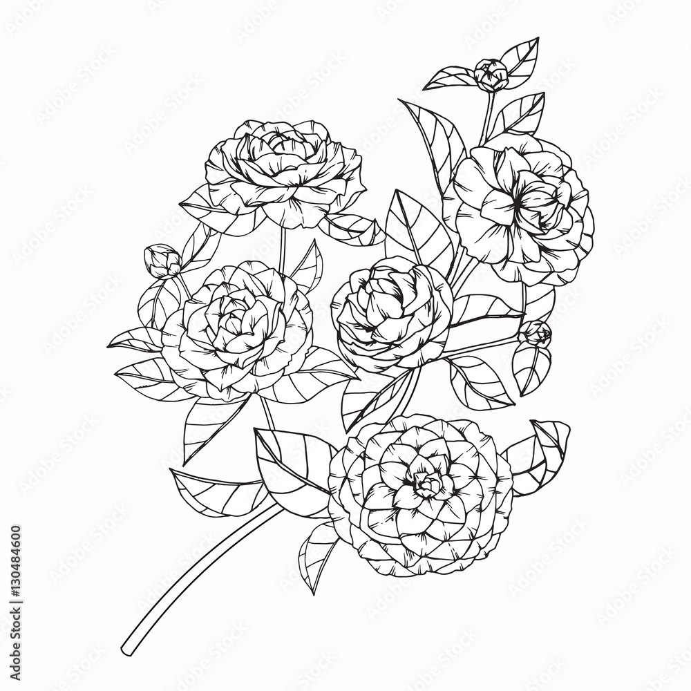 Hand drawing flowers. Camellia flower vector illustration and clip art ...