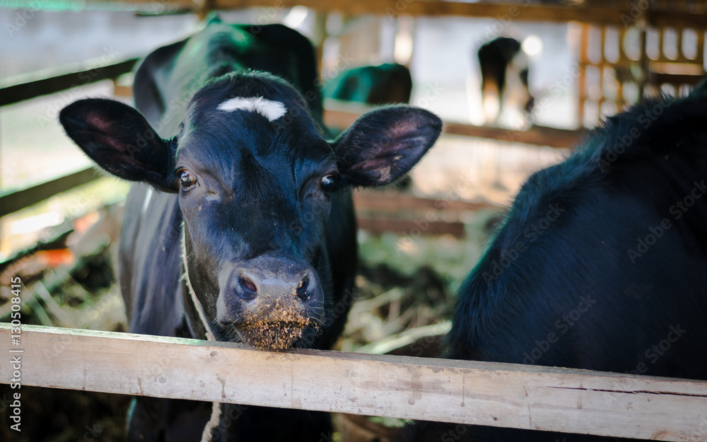 the cow in his house. Stock-Foto | Adobe Stock