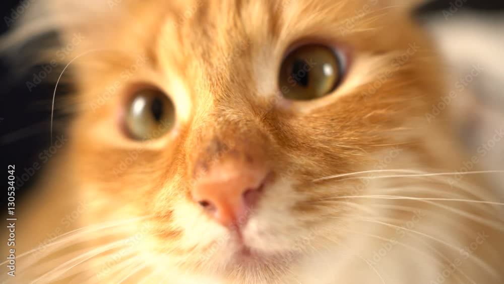 Closeup of funny Cat Face -with curious looking at cam Stock Video ...