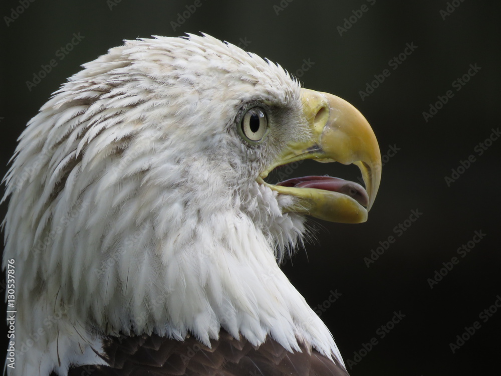 Bald Eagle side profile portrait Stock Photo | Adobe Stock