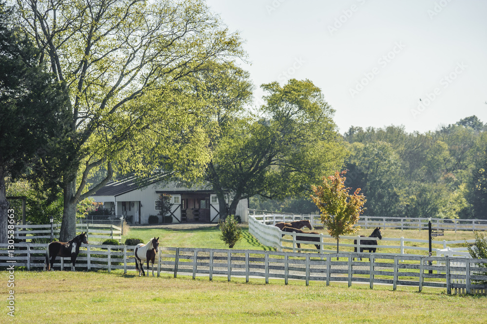 Small Horse Farm