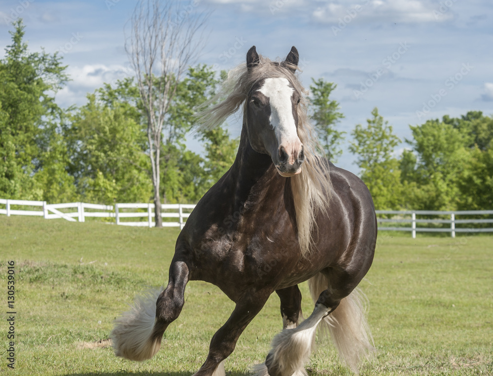 Dapple Grey Gypsy Vanner