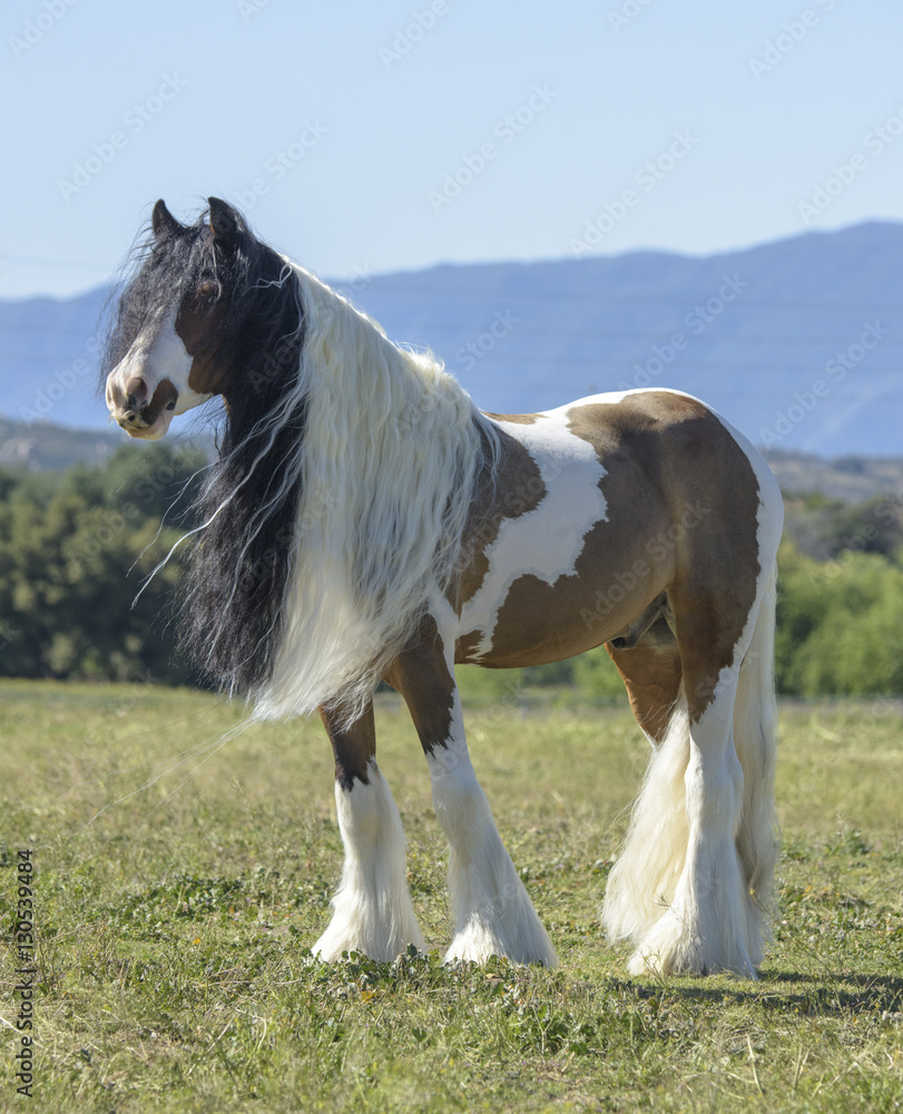Gypsy cob horse in paddock Stock Photo | Adobe Stock