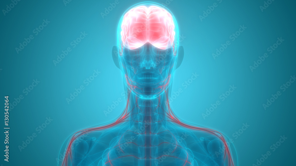 Human Brain with Nervous system Anatomy Stock Illustration | Adobe Stock
