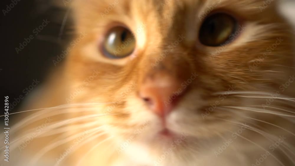 Closeup of funny Cat Face -with curious looking at cam Stock Video ...