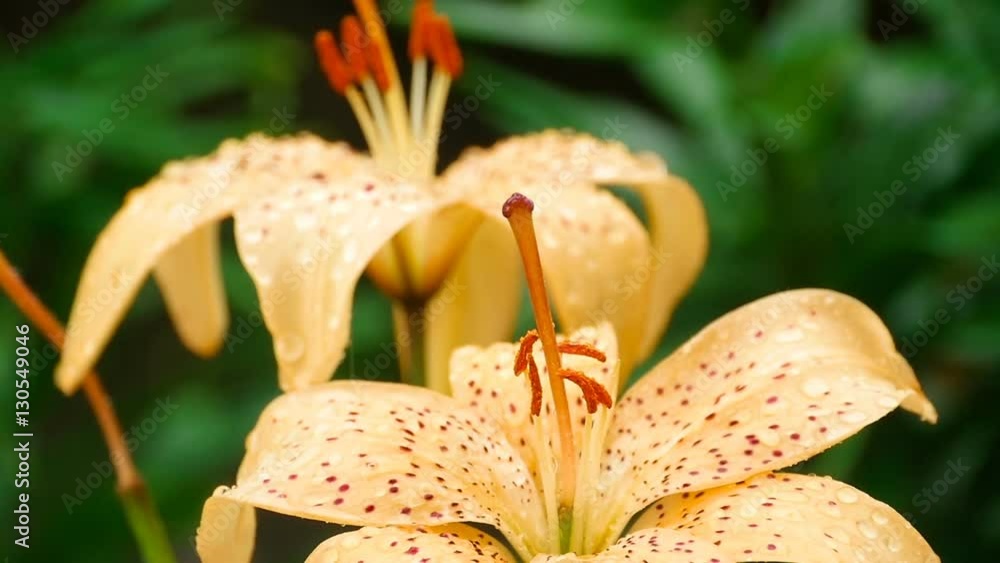 Creamy Lily flower under rain Stock Video | Adobe Stock