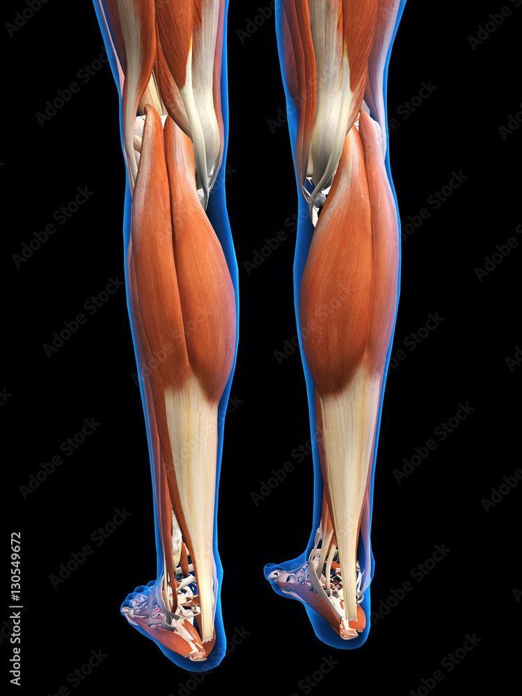 Female Leg Muscles X-ray Rear View Stock Illustration | Adobe Stock