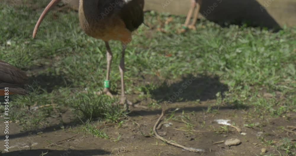 Orange and Red Ibises Walk in Aviary and Grazing Bird With Long Down ...