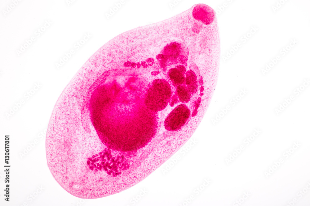 Parasite under microscope view. Stock Photo | Adobe Stock