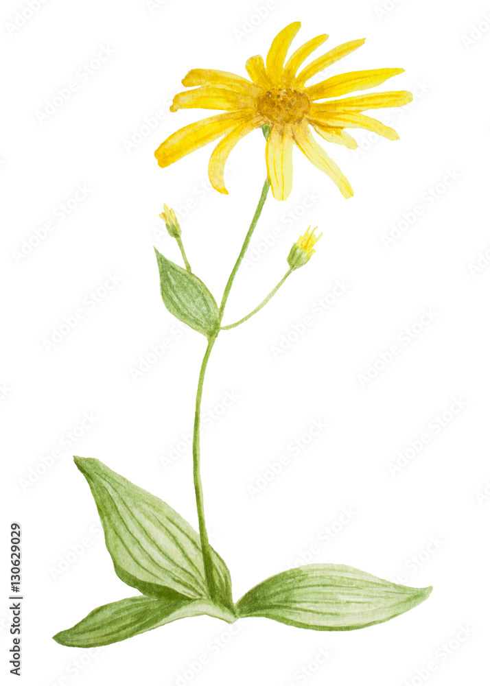Arnica flower watercolor Stock Illustration | Adobe Stock