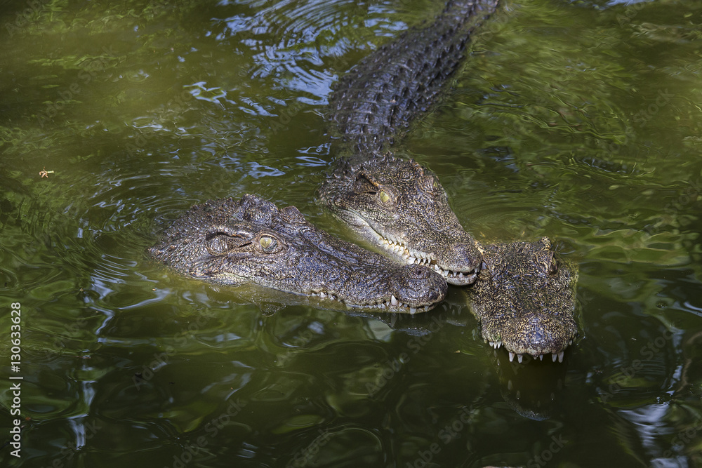 Crocodile in water. Close up Stock Photo | Adobe Stock