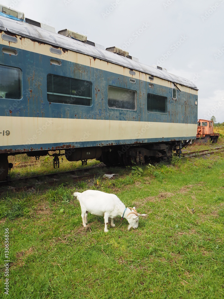 Goats and trains. Stock-Foto | Adobe Stock
