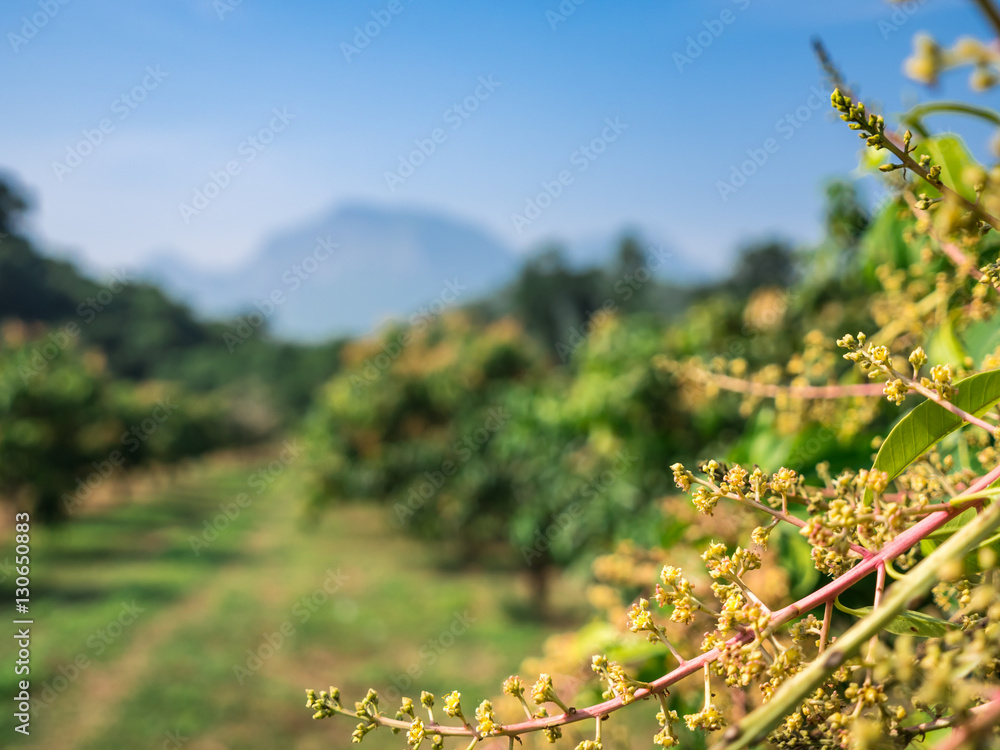 Organic mango farm in countryside of Thailand Stock Photo | Adobe Stock