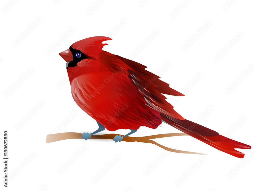 Vector illustration of cardinal Stock Vector | Adobe Stock