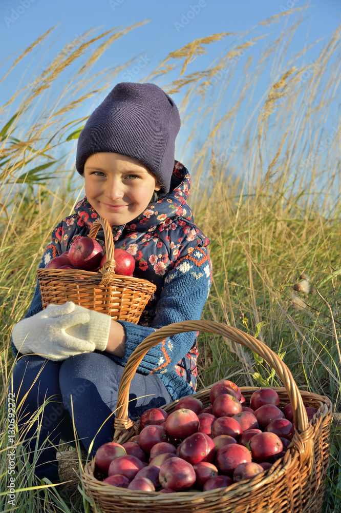 Child picking apples on a farm in autumn. Little girl playing in apple ...