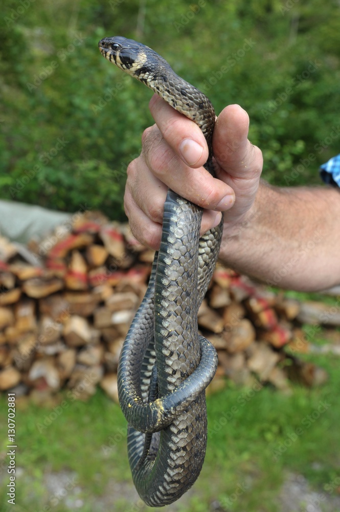 Große Ringelnatter (Natrix natrix) in der Hand Stock Photo | Adobe Stock