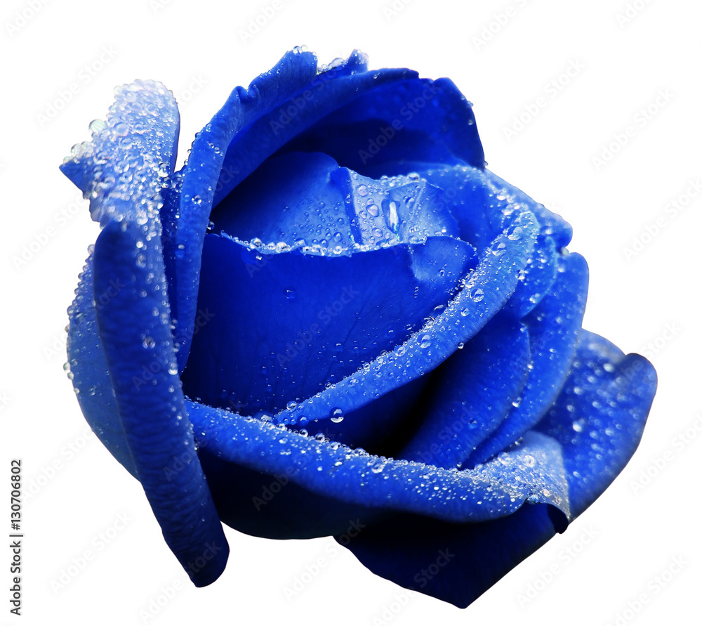 blue rose flower with dew. Side view. White isolated background with ...