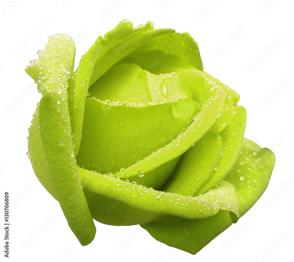Single Green Rose Flowers
