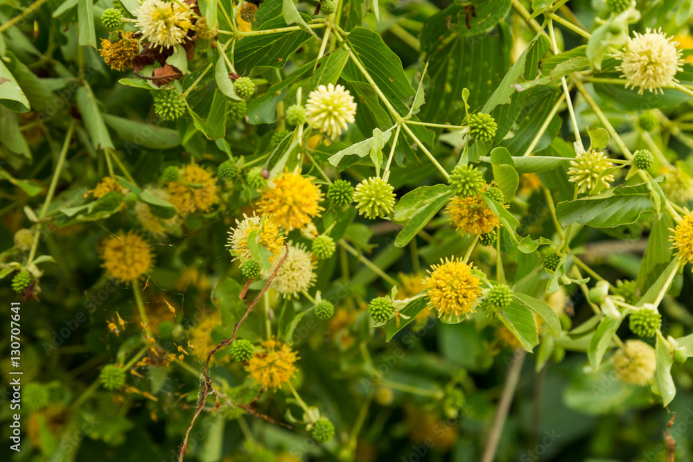 flowers of Neonauclea purpurea ;Merr. Anthocephalus chinensis ...