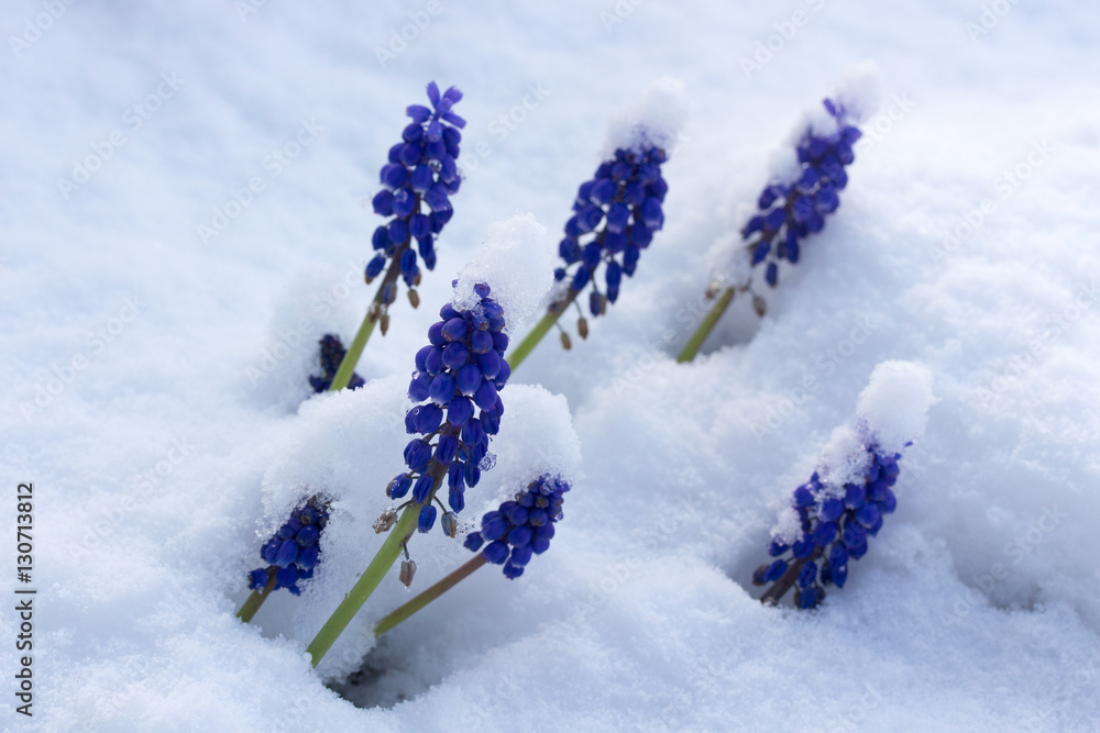 Frühlingsblumen im Schnee Stock-Foto | Adobe Stock